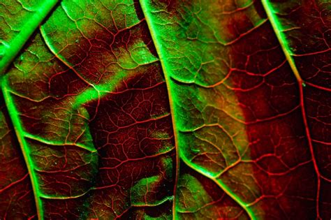 79 000 Poison Leaf Pictures