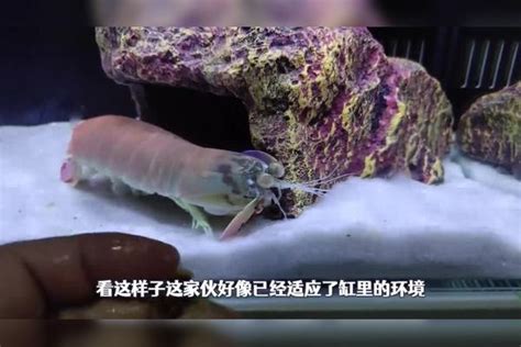 秒打出拳的螳螂虾攻击速度竟比子弹还快面对螃蟹竟然怂了