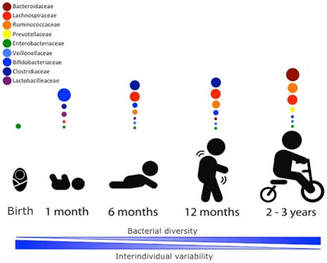 Pin On Digestive System Microbiome