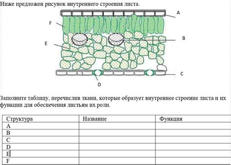 Ниже предложен рисунок внутреннего строения листа Заполните таблицу перечислив ткани которые
