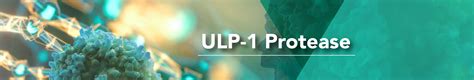 Leadgene Offers A Highly Active Ulp1 Protease For The Removal Of Sumo Leadgene Offers A Highly Active Ulp1 Protease For The Removal Of Sumo