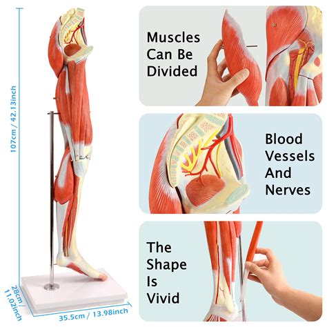 Evotech Human Leg Muscles Anatomy Model Life Size 14