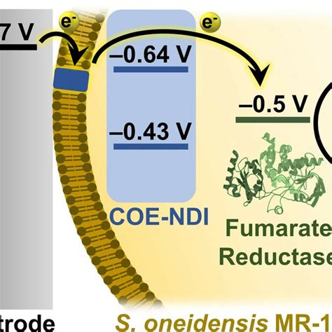 Schematic Diagram Of Inward Eet Pathway In S Oneidensis Mr 1 Mediated Download Scientific