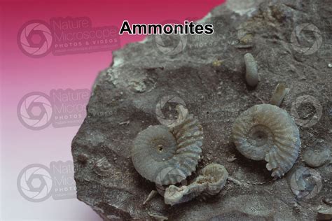 Ammonoidea Ammonite Fossil Cretaceous Ammonoidea Ammonites Cretaceous Mesozoic