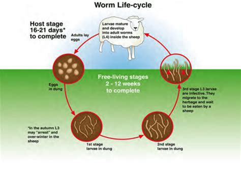 Worms In Sheep Victorian Farmers Federation