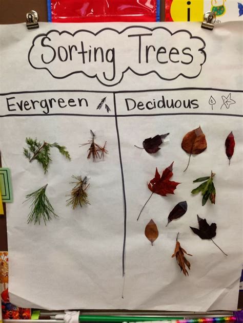 Coniferous Vs Deciduous