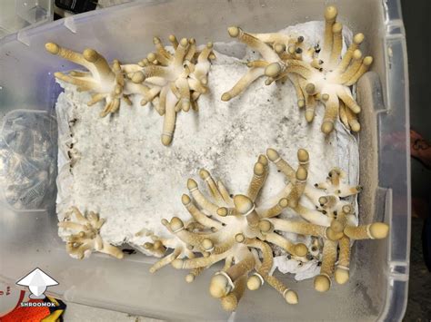 Ape R Fruiting Have A Few Aborts To Clean Up But Woo Hoo