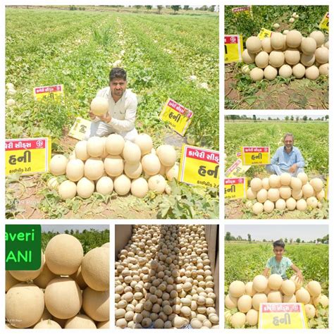 Sanjeev Kumar Thakur On Linkedin Crop Variety Kaveri