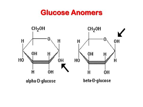 Ppt Carbohydrates Powerpoint Presentation Free Download Id2170319