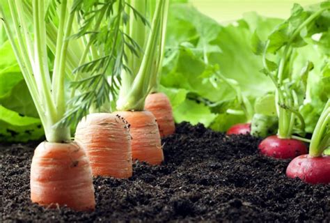 Agronomy Department Of National Botanic Gardens