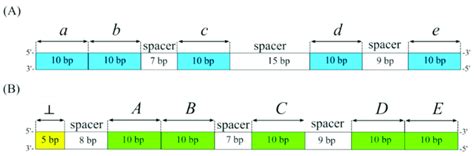 A An Example Of The Input Symbols Of A Biomolecular Queue Automaton Download Scientific