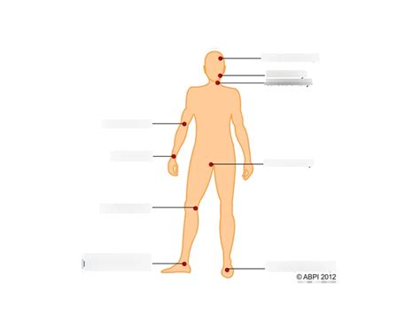 Arterial Pulse Labeling Quiz