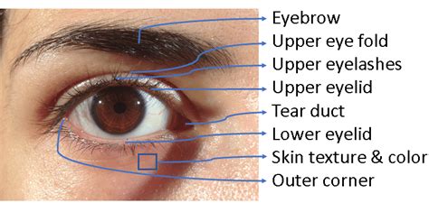 Various Components Of The Periocular Region When Viewed In The Visible