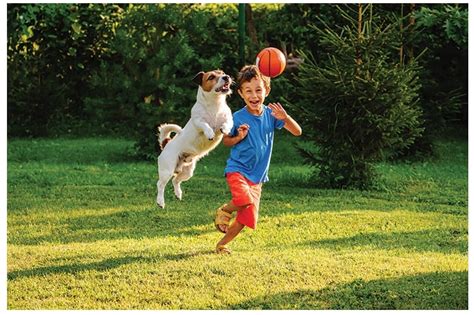 Mxnet Gluoncv Object Detection Using Pre Trained Models