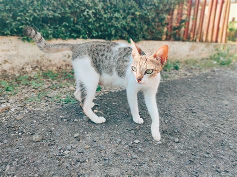 Gambar Kucing Doraemon Ilustrasi Kucing Masak 55 Koleksi Gambar