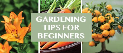 Gardening Tips For Beginners
