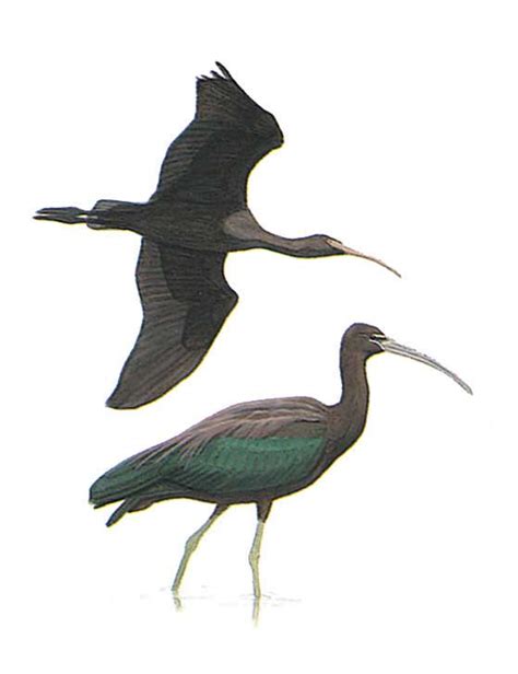 Qatar E Nature أبو منجل الأسود اللامع