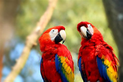 Macaw Bird Parrot Red And Green Macaw Wallpaper Coolwallpapersme