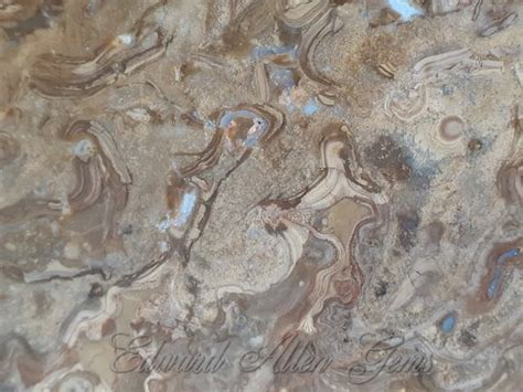 Edward Allen Gems Slabs Fossils