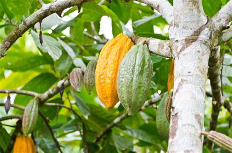 Cocoa Tree With Fruit Stock Image Image Of Agriculture 22853083