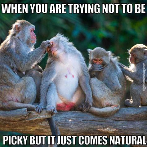Funny Monkey Memes