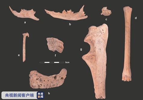 青藏高原发现丹尼索瓦人化石 证明16万年前古人类曾在此活动