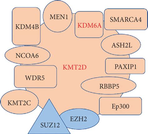 the interaction network of kmt2d and kdm6a and scrna seq clustering