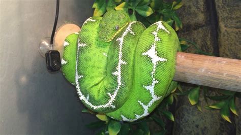 Emerald Tree Python