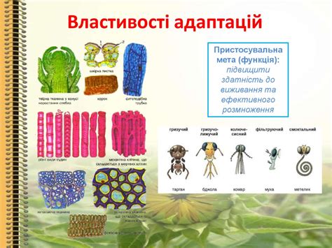 Адаптація як загальна властивість біологічних систем Властивості адаптацій Принцип єдності