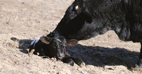 Newborn Calf Respiratory Diseases And Calf Scours Causes And