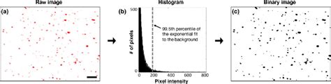 the same quantification algorithm was used for both ls dac images and