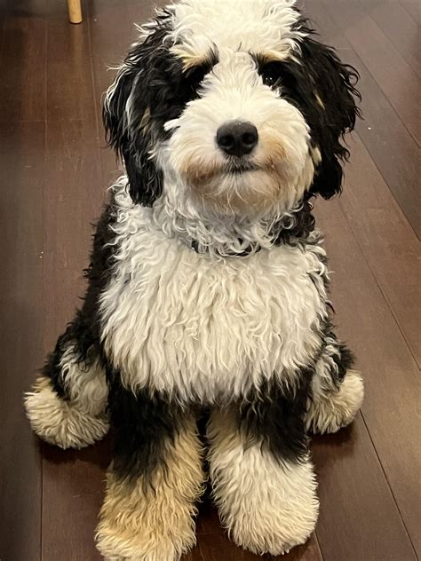 When To Neuter My Mini Bernedoodle Rbernedoodles