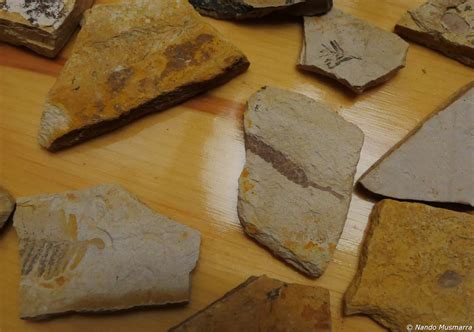 Totally Ignorant About Oregon Fossils General Fossil Discussion The