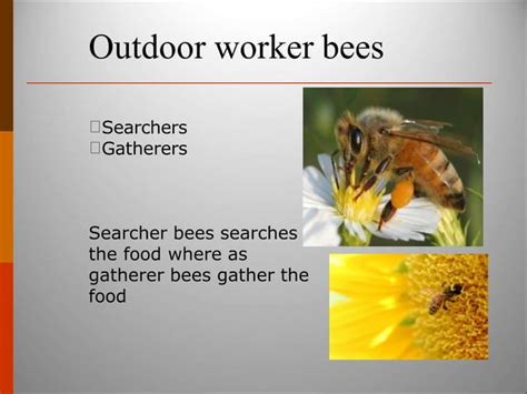 Social Behavior In Honey Bees Pptx Beekeeping Hobbies And Interests