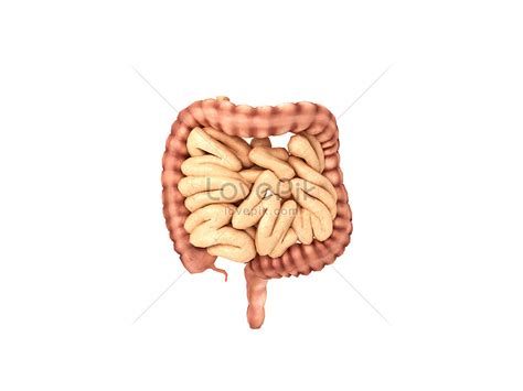 인간 기관 배경 사진 및 창의적인 일러스트 무료 다운로드 Lovepik
