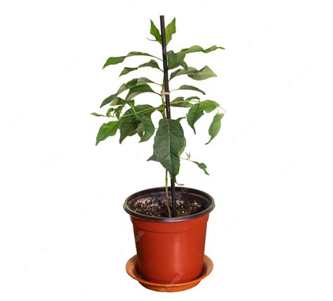 Premium Photo Small Potted Eucalyptus Tree Isolated On White Background How To Grow Eucalyptus