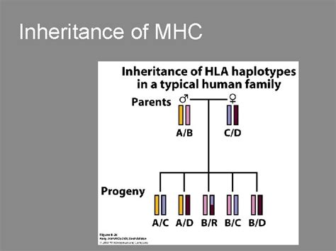 Chapter 8 Major Histocompatibility Complex Dr Capers Immunology