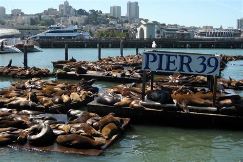 San Francisco Fishermans Wharf Sea Lions At Pier 39 Flickr