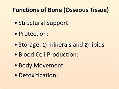 Functions Of Bone Osseous Tissue Structural Support Protection