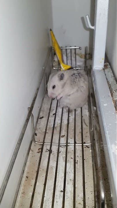 햄스터 탈출3 Youtube