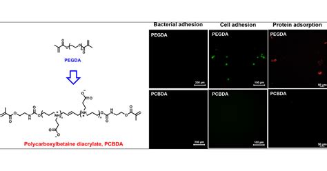 Antifouling Hydrogel Based On Zwitterionic Polycarboxybetaine