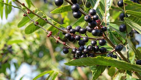 Premium Photo Acai Berries On The Tree On A Natural Farm