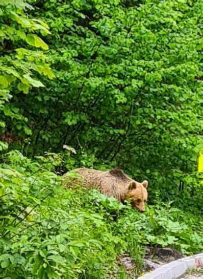 Благовест On Twitter Rt Igormengel Јес да степав бокал ракија ама не халуцинирам 👇