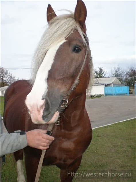 Знаменитая порода среди тяжеловозов советский тяжеловоз