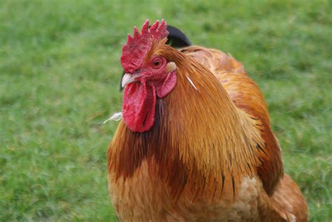 Cockerel Cockerel Photography