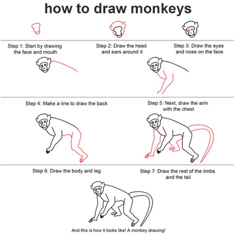 Learn How To Draw Monkeys Art And Drawing