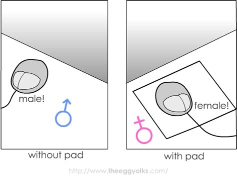 THEEGGYOLKS 蛋黃打点滴 How to determine the SEX of a mouse