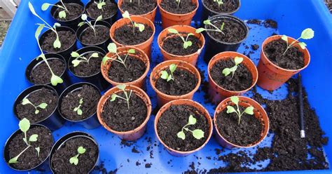Raising Veg Pricking Out Seedlings