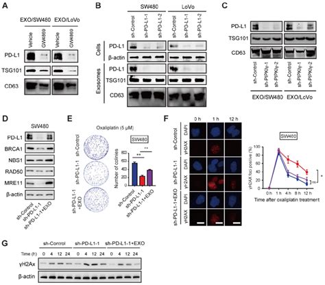 Exosomal Pd L1 Is Involved In Oxaliplatin Resistance Of Crc Cells A Download Scientific