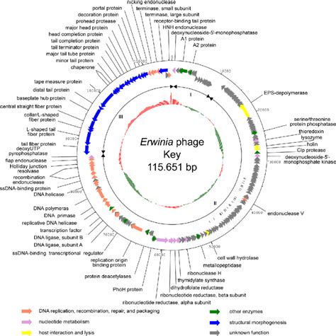 Circular Genome Map Of Erwinia Phage Key The Black Two Arrowed Lines